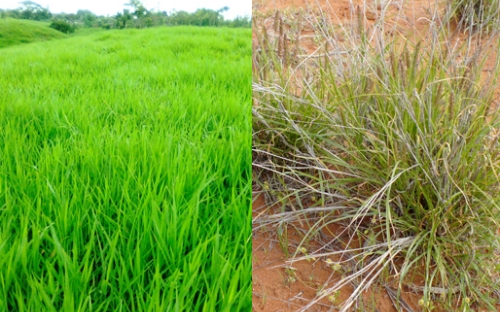 Conozca los pastos tolerantes a determinado tipo de suelos | CONtexto ...