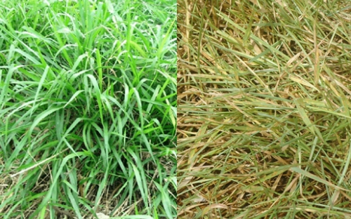 Conozca los pastos tolerantes a determinado tipo de suelos | CONtexto ...