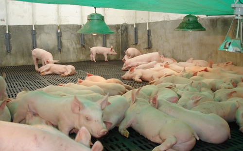 Donmatías, líder en la producción porcina de Colombia | CONtexto ...