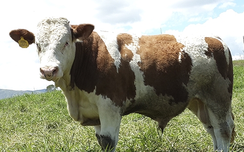 CONtexto ganadero | Noticias sobre ganadería y agricultura en Colombia