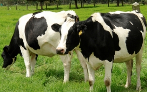 Así diagnostican las gestaciones en vacas | CONtexto ganadero ...