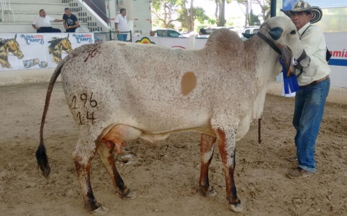 Conozca los ejemplares de la 43 Feria Agroindustrial, Ganadera y Equina ...