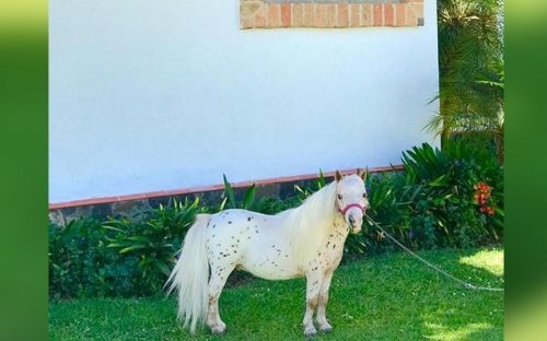 Mini horses, las nuevas mascotas del campo | CONtexto ganadero