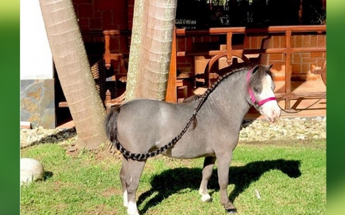 Mini horses, las nuevas mascotas del campo | CONtexto ganadero