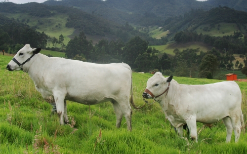 Conozca los posibles ancestros de la raza BON | CONtexto ganadero
