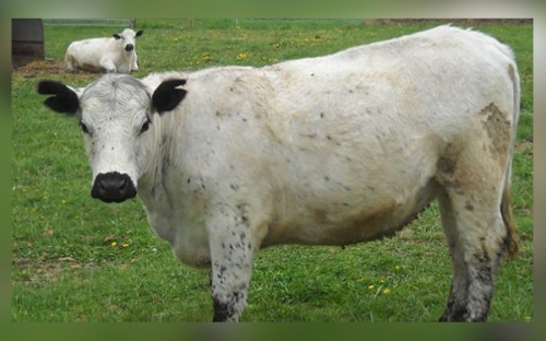 Conozca los posibles ancestros de la raza BON | CONtexto ganadero