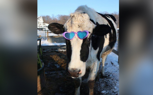 Blosom, la vaca más alta del mundo | CONtexto ganadero