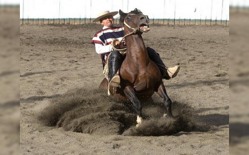 Los diferentes nombres de ganaderos en países de América | CONtexto ...