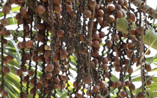 El proyecto que protege el Amazonas vendiendo los jugos de sus ...