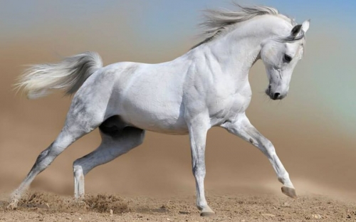 Cómo son los colores de los caballos y su temperamento | CONtexto ganadero