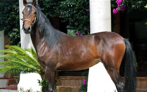 Cómo son los colores de los caballos y su temperamento | CONtexto ganadero