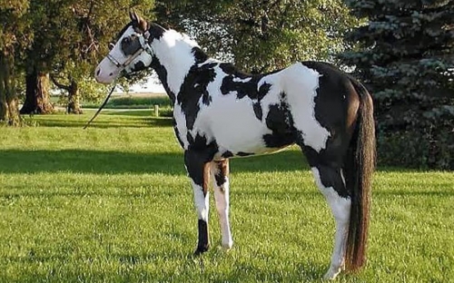 Cómo son los colores de los caballos y su temperamento | CONtexto ganadero