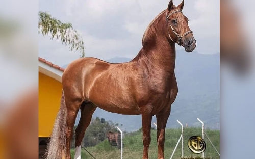 Cómo son los colores de los caballos y su temperamento | CONtexto ganadero