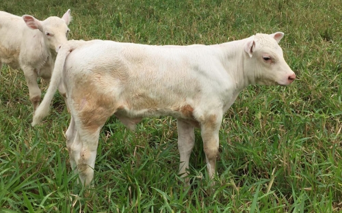 Hacienda El Palmar alberga charolais, charbray y los primeros canchim de Colombia | CONtexto ...