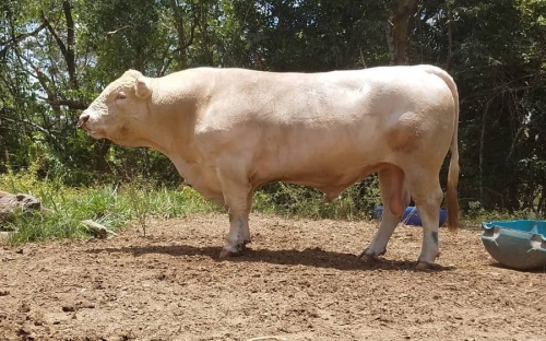 Hacienda El Palmar alberga charolais, charbray y los primeros canchim de Colombia | CONtexto ...