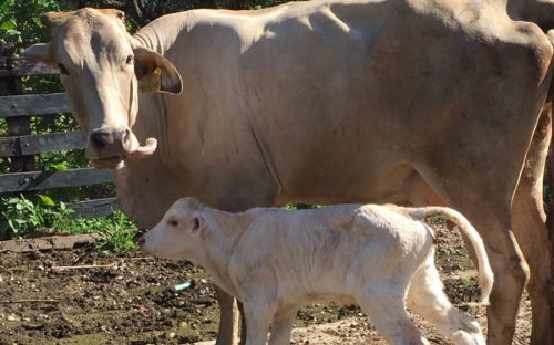 Hacienda El Palmar alberga charolais, charbray y los primeros canchim de Colombia | CONtexto ...