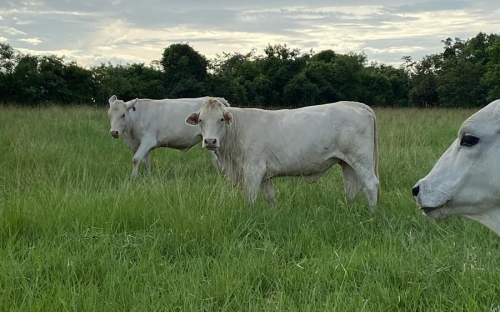 Hacienda El Palmar alberga charolais, charbray y los primeros canchim de Colombia | CONtexto ...