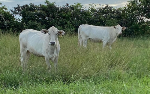 Hacienda El Palmar alberga charolais, charbray y los primeros canchim de Colombia | CONtexto ...