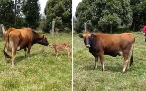 Cruce de simmental y jersey, la raza sintética de Ganadería La ...