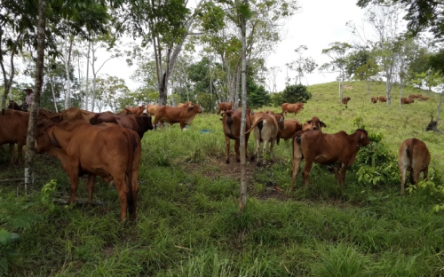 Fincas ecológicas, pasaron de ser moda para convertirse en tendencia ...