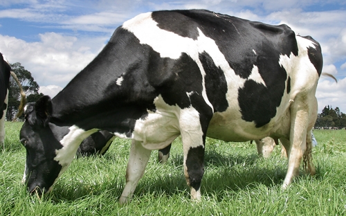 “Quien maneja bien una vaca holstein es capaz de hacer reproducir ...