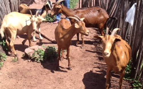 A los caprinocultores les preocupa que desaparezca la cabra ...