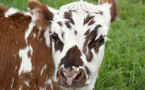 En 1964 llegaron 64 vacas normando a Colombia | CONtexto ganadero ...