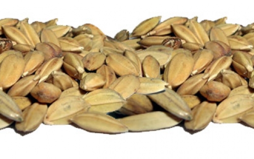 ¿Cómo sembrar arroz? | CONtexto ganadero