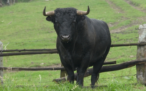 ¿Cuál es el secreto del Toro de Lidia? | CONtexto ganadero