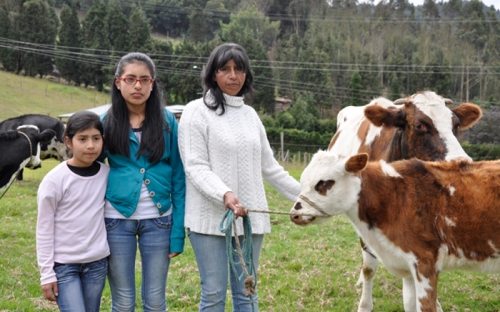 ¿Cómo multiplicar 'Una vaca por la paz'? | CONtexto ganadero | Noticias ...