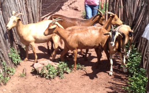 A los caprinocultores les preocupa que desaparezca la cabra ...