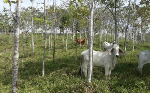 Fincas ecológicas, pasaron de ser moda para convertirse en tendencia ...