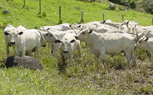 CONtexto ganadero | Noticias sobre ganadería y agricultura en Colombia