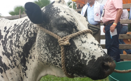 Mundial bovino: los más destacados | CONtexto ganadero | Noticias ...