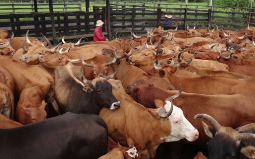 El descorne en bovinos, una práctica para el bienestar animal ...