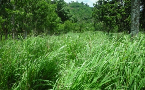 Pasturas nativas, aliadas en su producción pecuaria | CONtexto ganadero ...