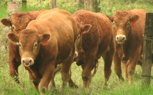 Adaptabilidad y eficiencia cárnica son el sello del Limousin | CONtexto ...