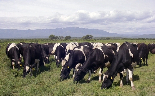 Así funciona el pastoreo rotacional, fundamental para optimizar la ...