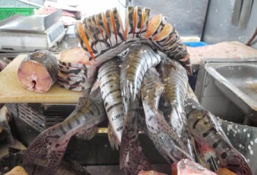 Inicia segundo periodo de veda del bagre rayado del Magdalena ...