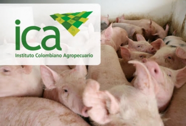 Así deben moverse porcinos desde y hacia zonas libres de PPC | CONtexto ...