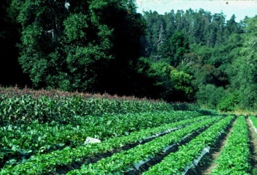 5 principios ecológicos para la sustentabilidad de los agroecosistemas ...