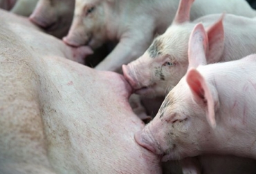 ICA detectó 42 focos de Peste Porcina Clásica en Cesar | CONtexto ganadero