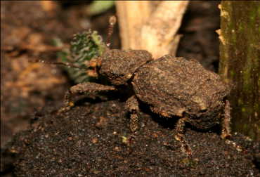 Más de 60 mil hectáreas quedan libres del Gusano Blanco | CONtexto ...