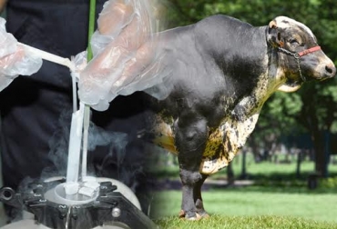Ganadería, semen de toro y tanque de nitrógeno líquido | CONtexto ganadero