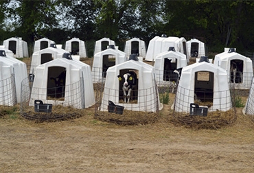 Así se desarrolla la crianza de becerras lecheras | CONtexto ganadero