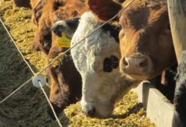 El engorde a corral es una alternativa rentable | CONtexto ganadero