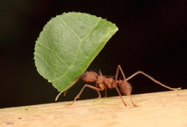 Hormiga arriera, un nuevo dolor de cabeza para los ganaderos | CONtexto ...