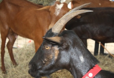 Certifican la primera cabra criolla pura santandereana | CONtexto ...