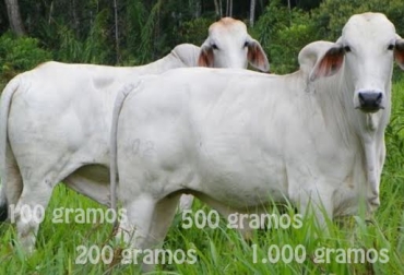 Novillos pueden recuperar peso en 2 meses, tras el verano | CONtexto ...