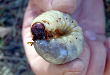 Consejos para combatir la chiza en predios de Cundinamarca | CONtexto ...